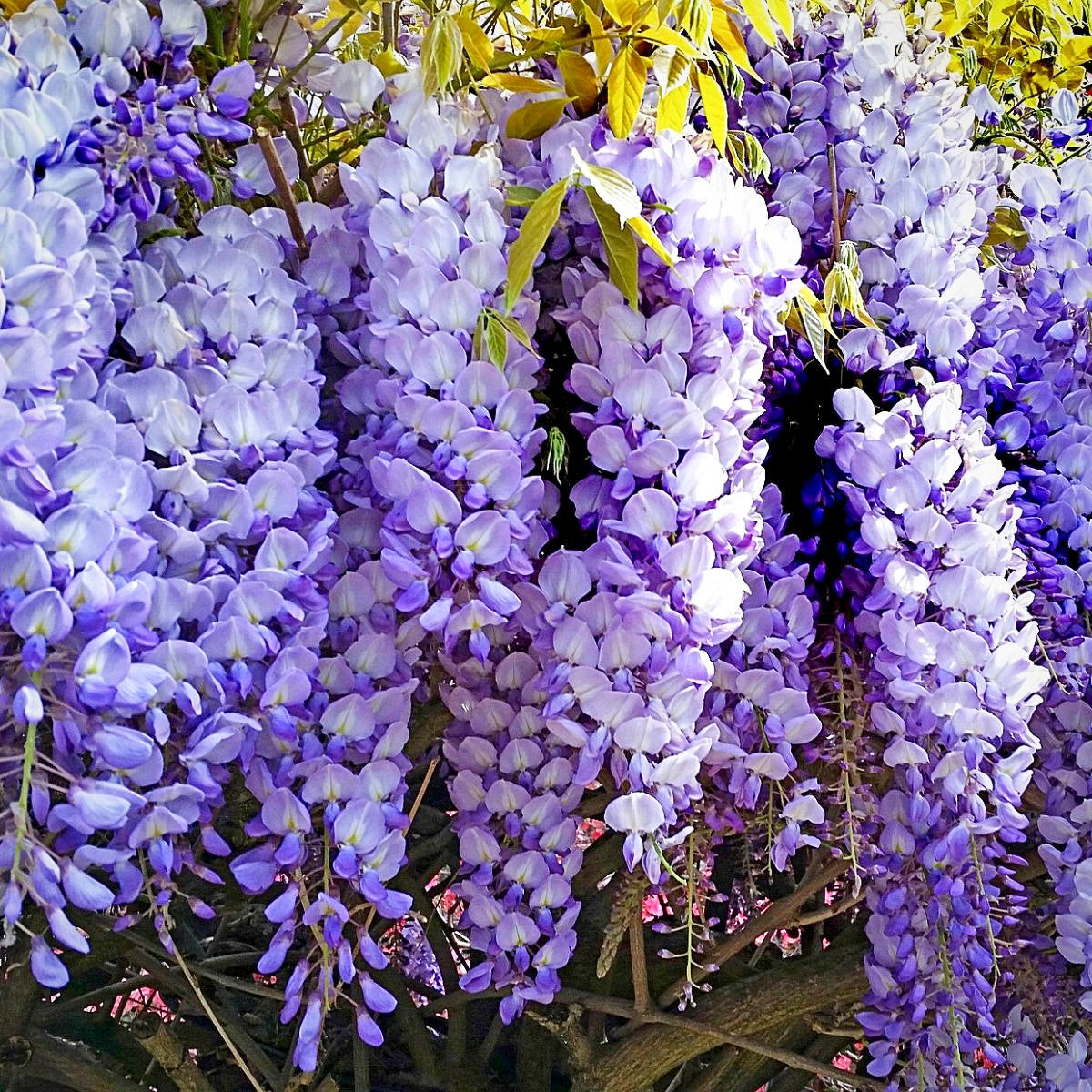 Glycine - En godet – Pépinière Pique Rouge