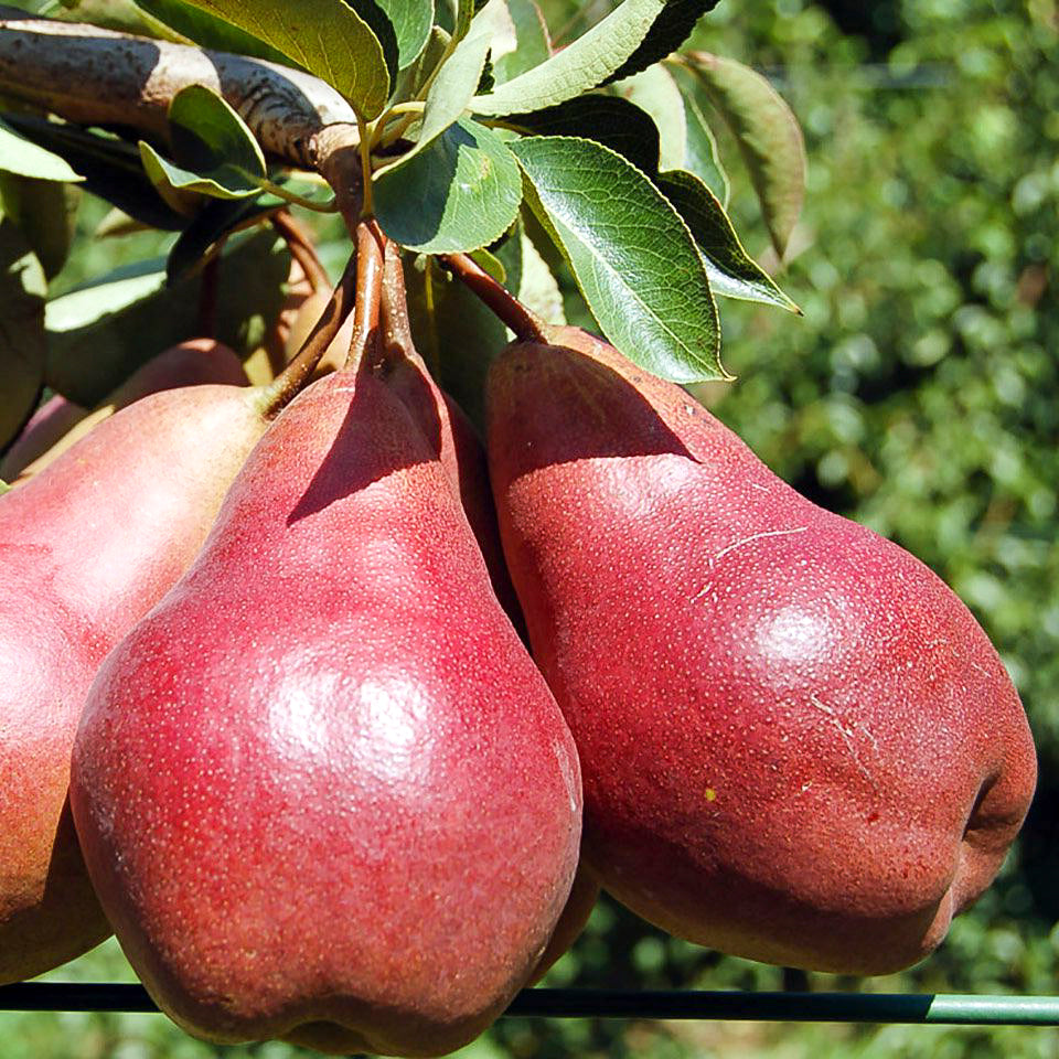 Poire "Williams Rouge" - Racines nues – Pépinière Pique Rouge